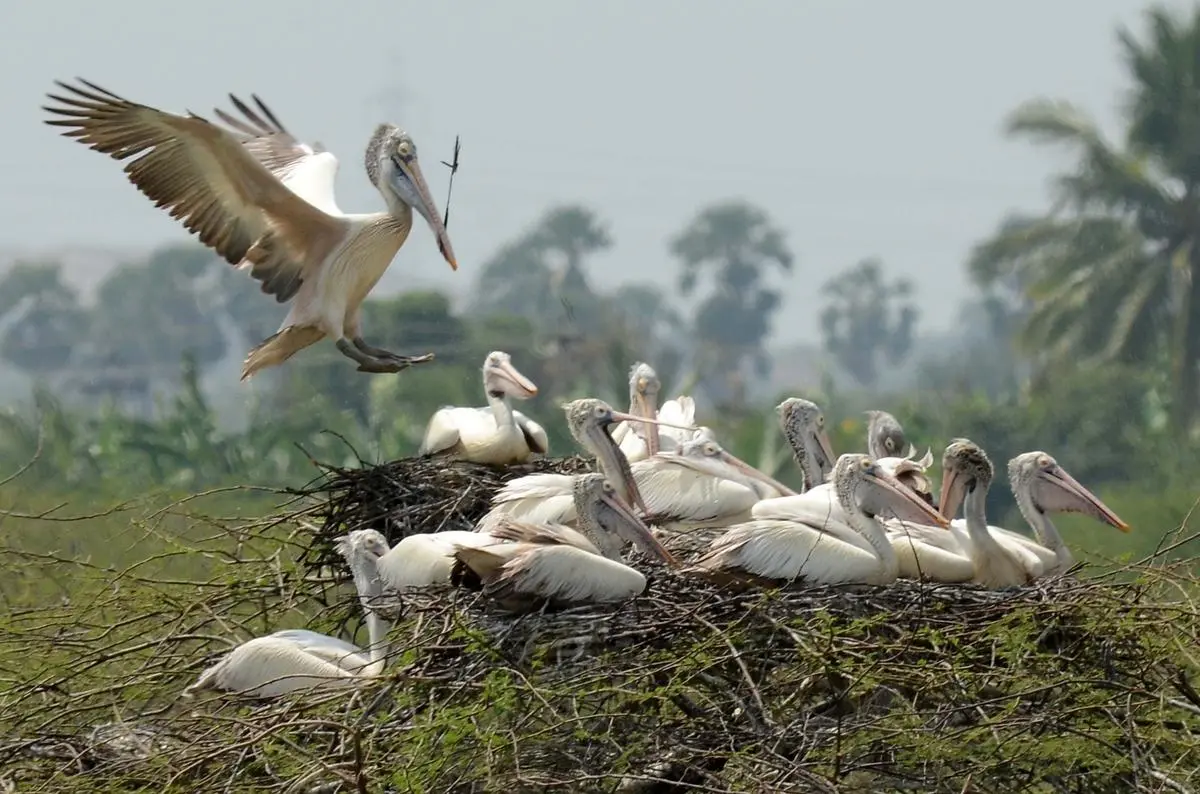 Listing of Koonthankulam Bird Sanctuary as Ramsar site means little - Frontline